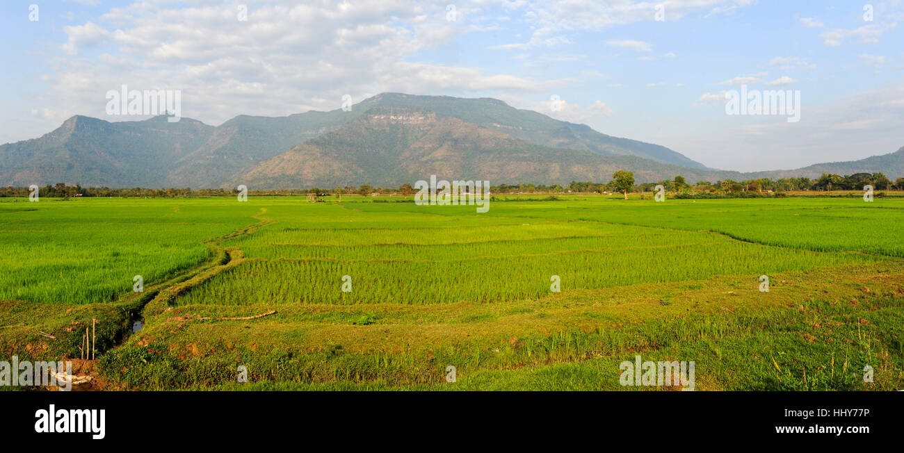 Natural rice field in Champasak on Laos Stock Photo - Alamy