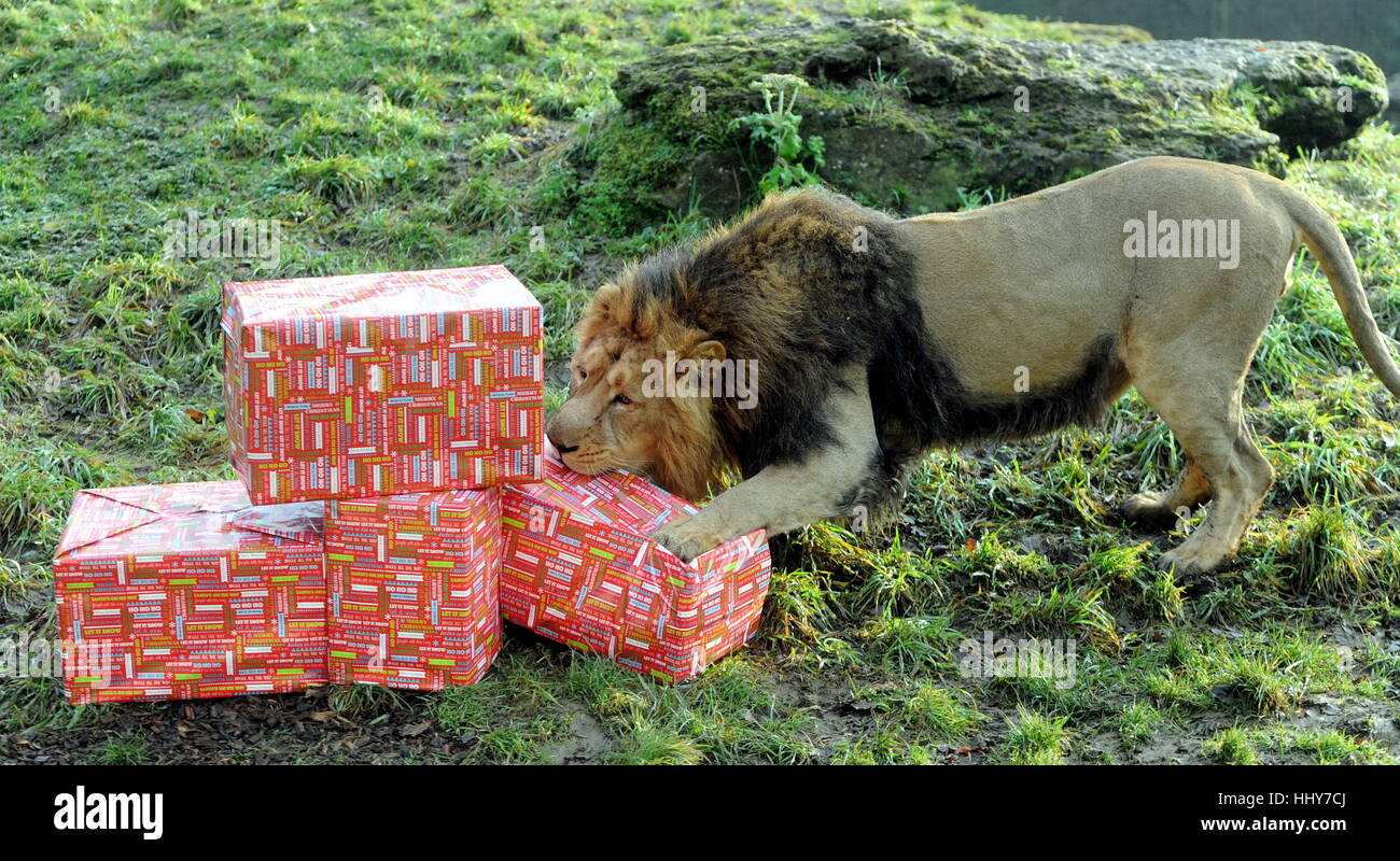 Rana Male Lion Having Rip High Resolution Stock Photography and Images ...