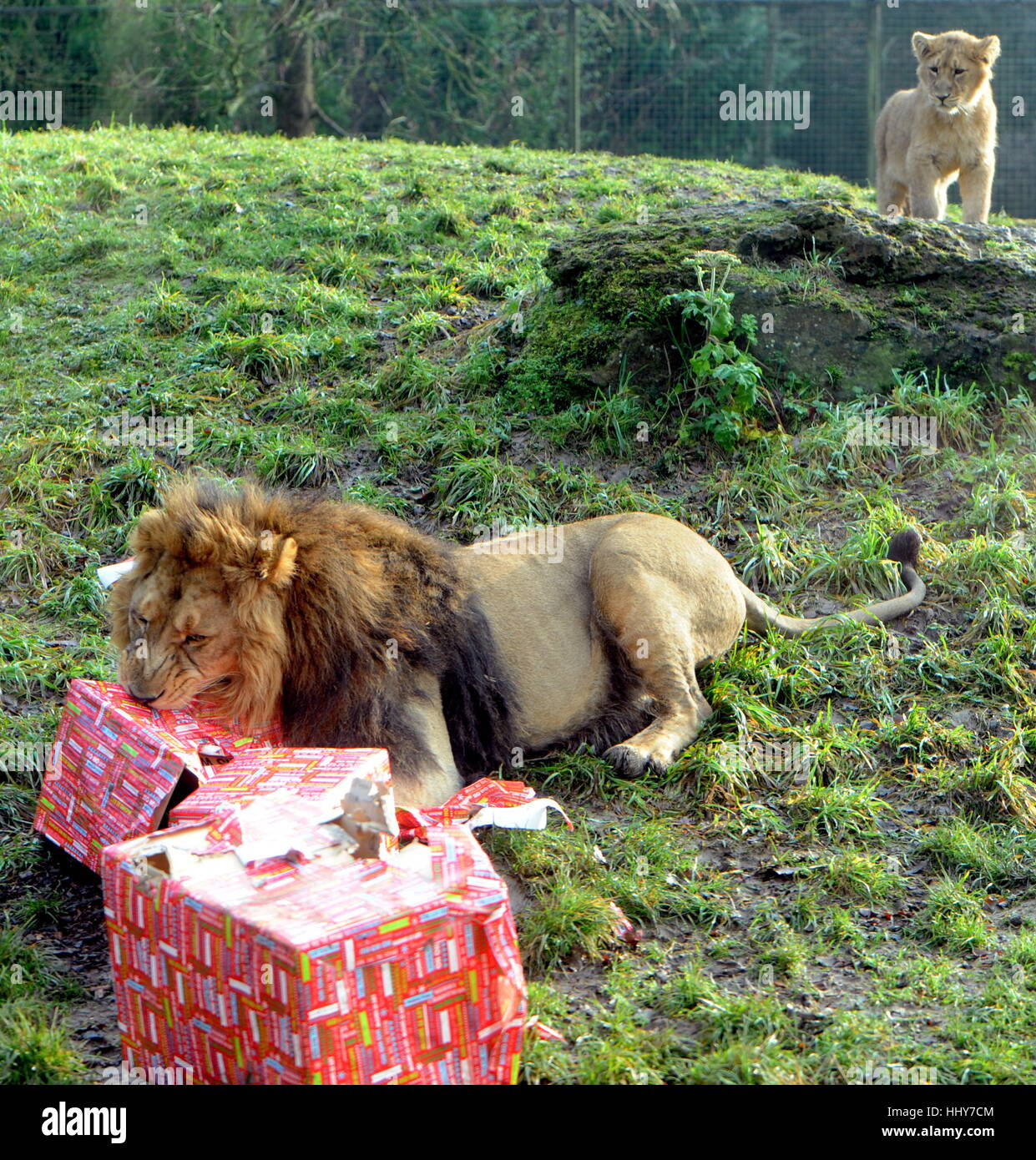 Rana Male Lion Having Rip High Resolution Stock Photography and Images ...