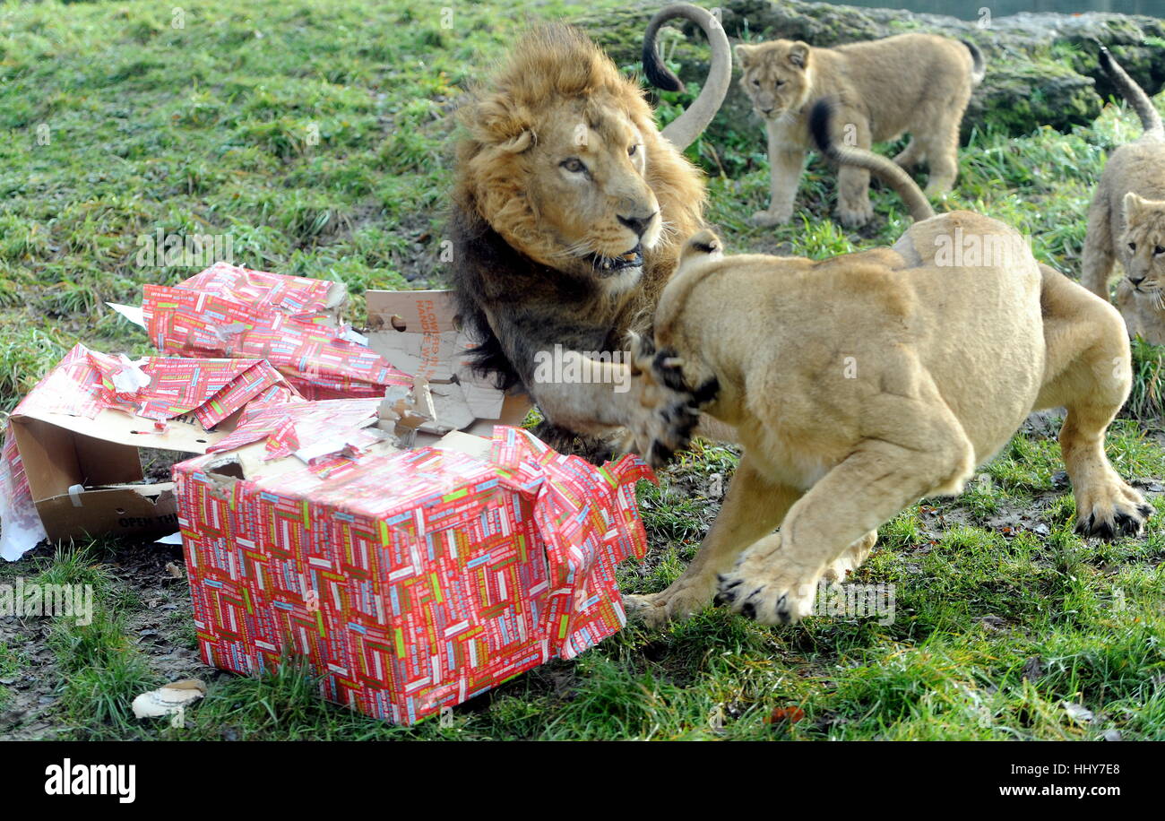 Rana male lion having rip hi-res stock photography and images - Alamy