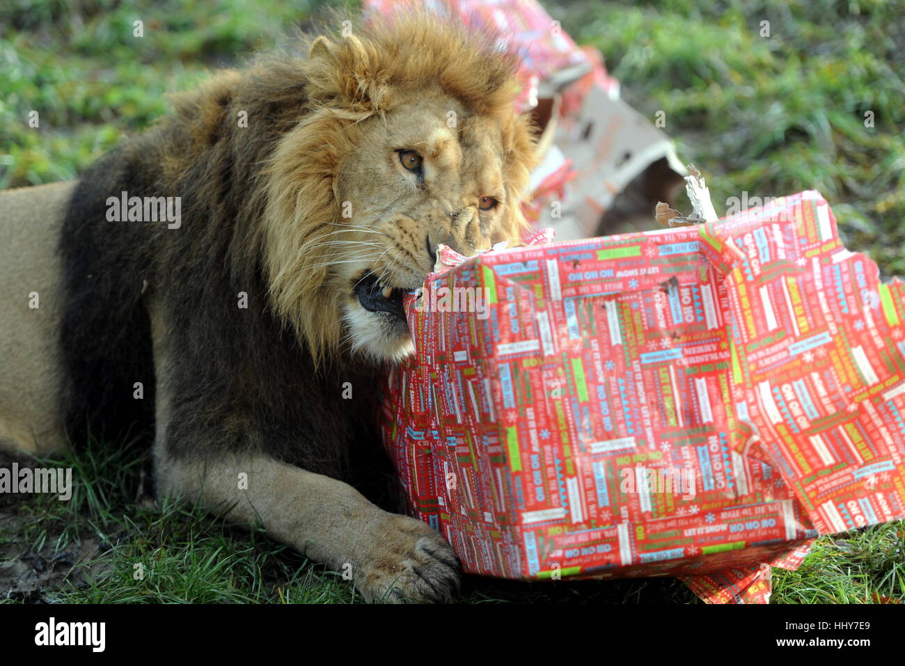 Here comes Santa Paws: Rana the male lion having a rip roaring ...