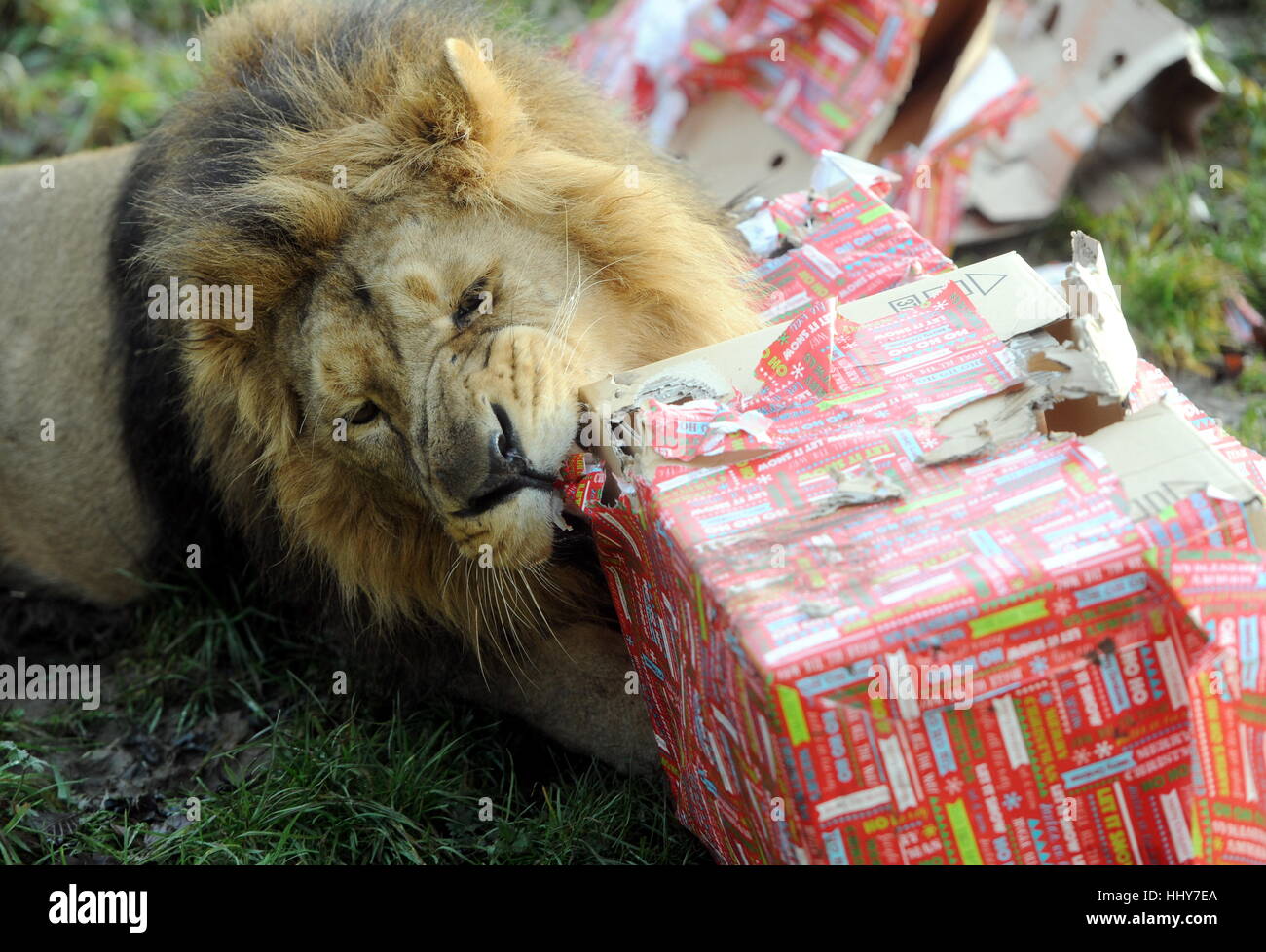 Rana Male Lion Having Rip High Resolution Stock Photography and Images ...