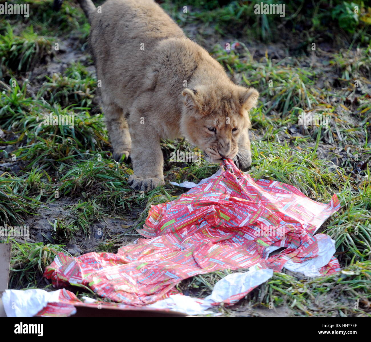 Cotswold lions hi-res stock photography and images - Alamy