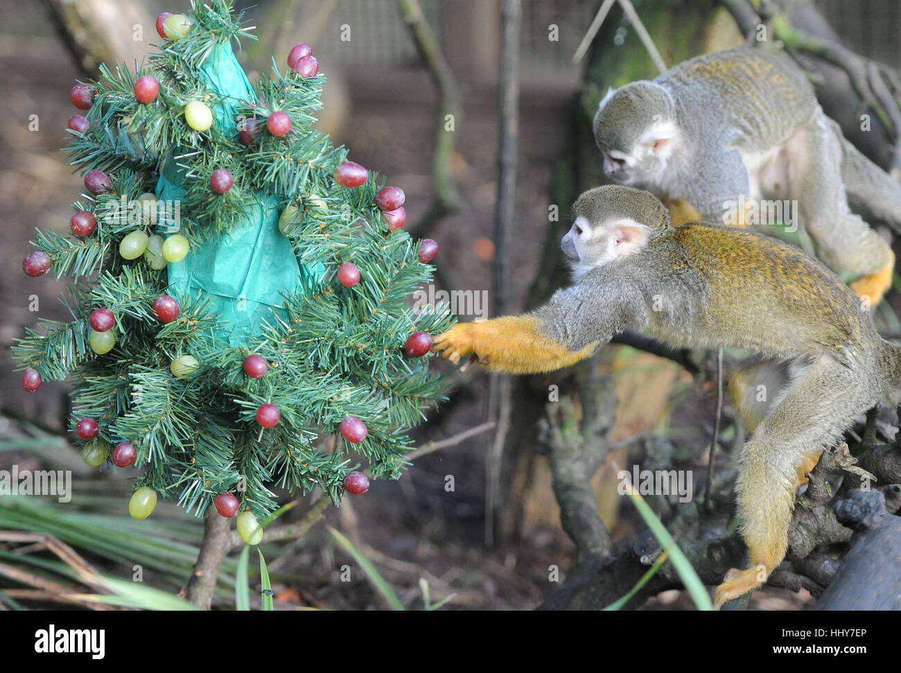 Decorating the Christmas tree: Squirrel Monkeys preparing the tree for ...