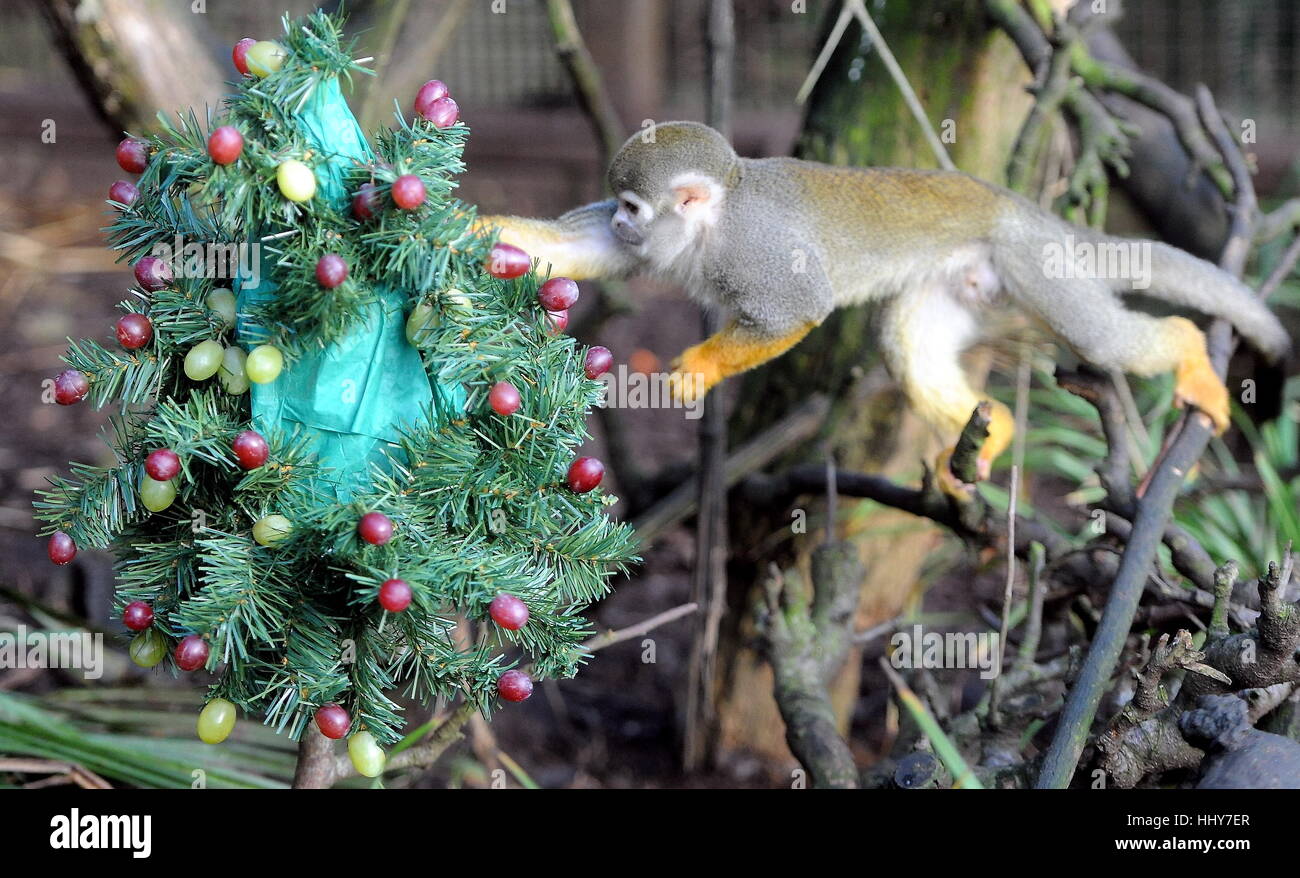 Decorating the Christmas tree: Squirrel Monkeys preparing the tree for ...