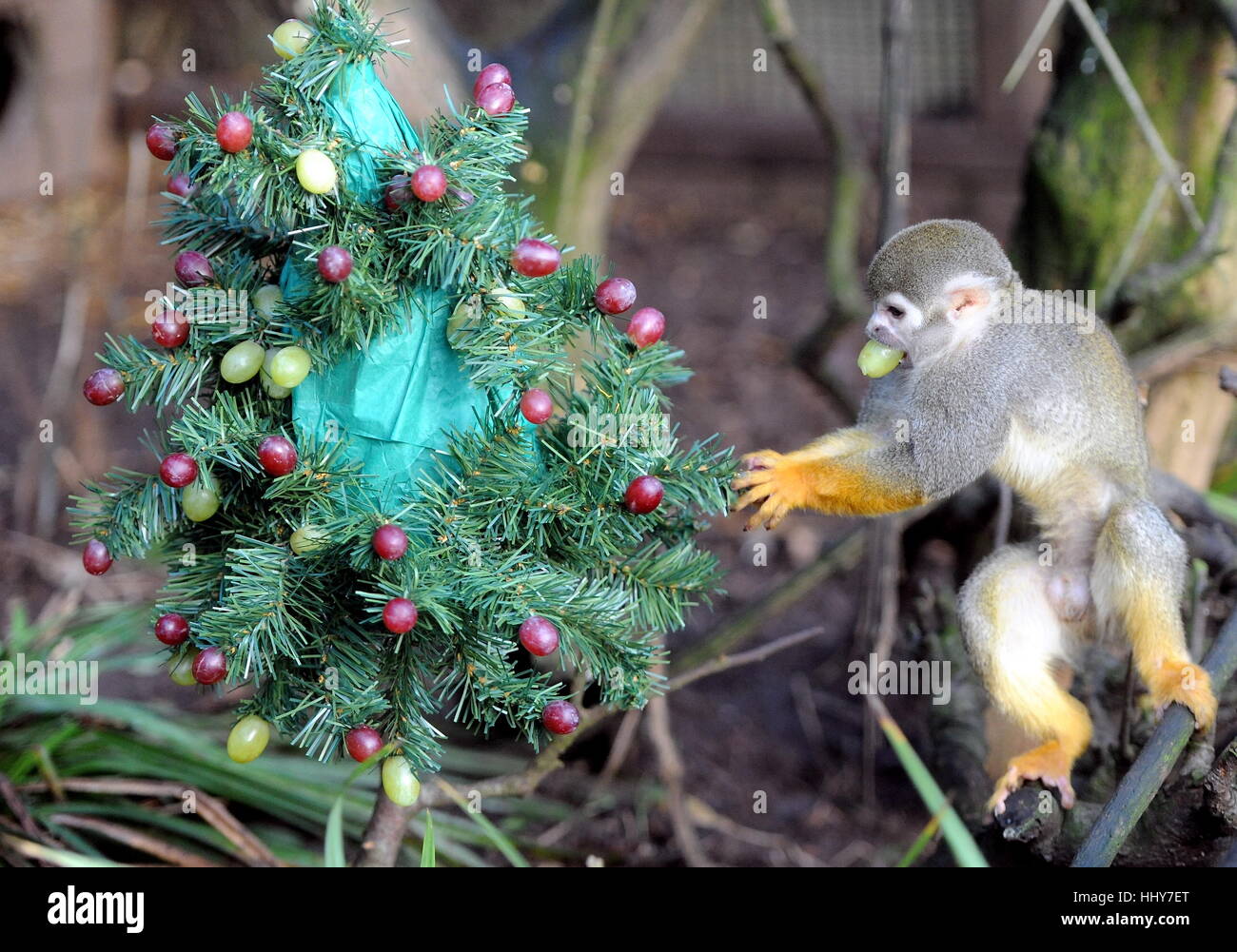 Monkeys cotswold wildlife park decorating tree hi-res stock photography ...