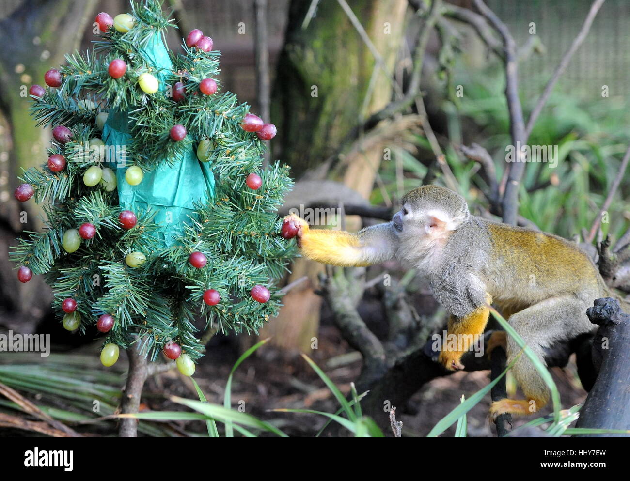 Monkeys cotswold wildlife park decorating tree hi-res stock photography ...