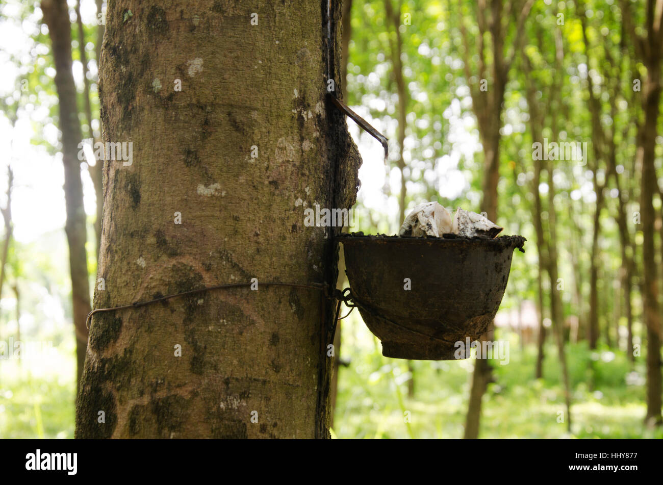 Plastic cup for rubber tapper latex from seringueira plant garden or ...
