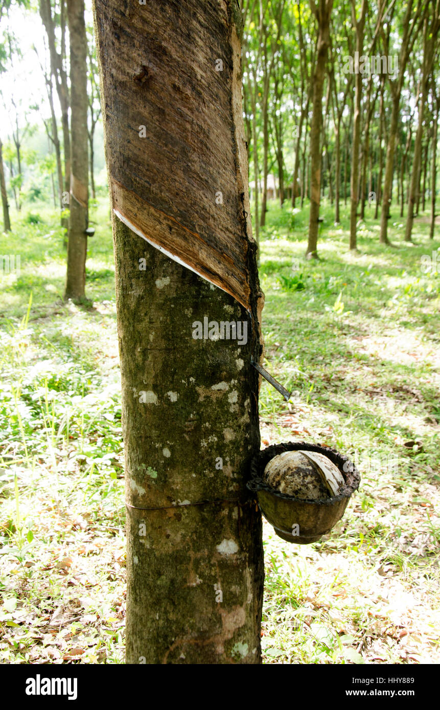 Plastic cup for rubber tapper latex from seringueira plant garden or ...