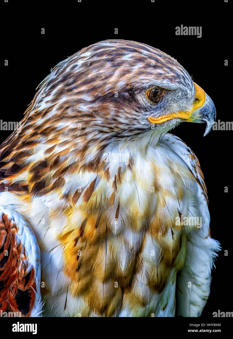 surrealistic fantasy hawk portrait,black background,vintage colorful ...