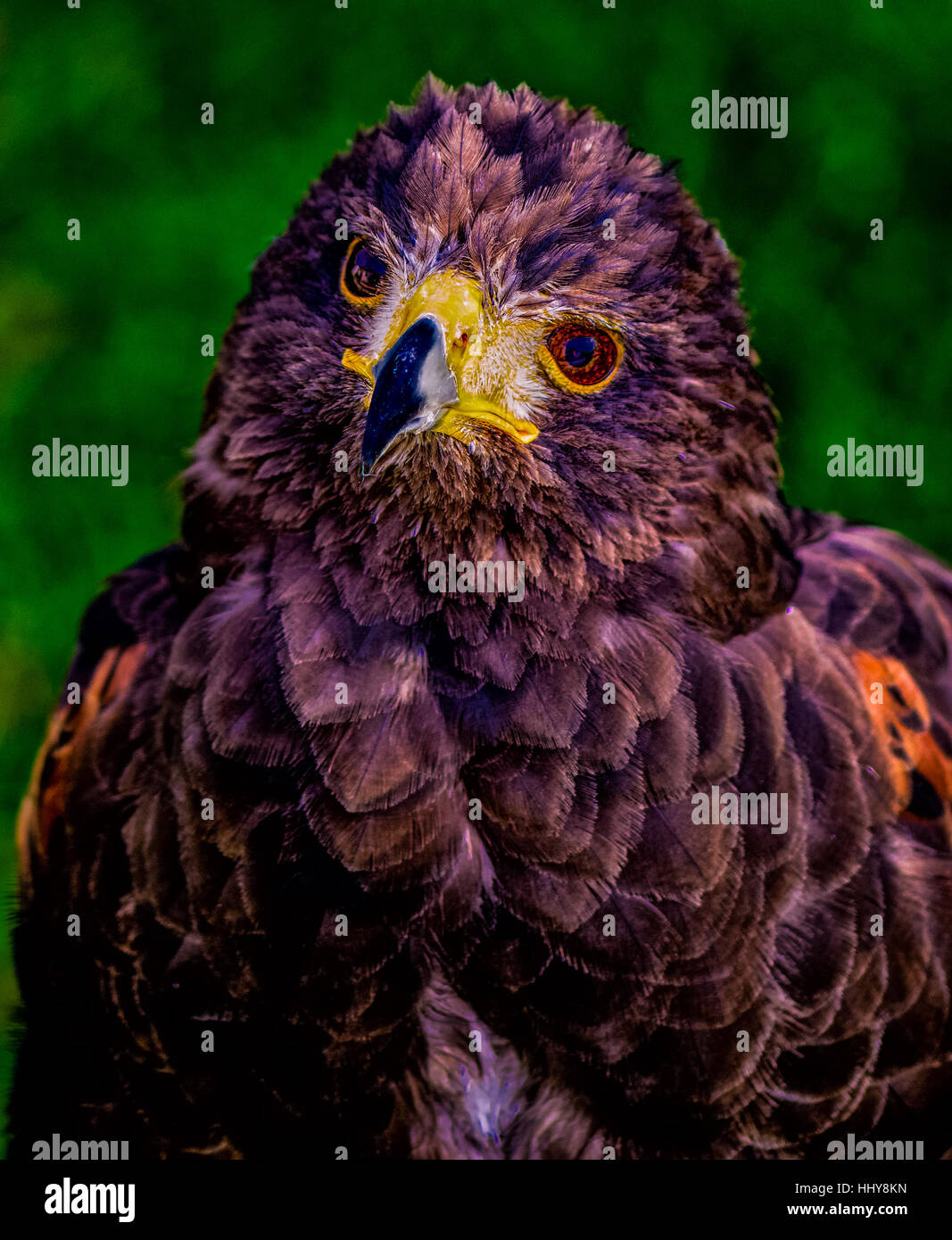 isolated purple violet hawk on green background, fine art portrait of a ...