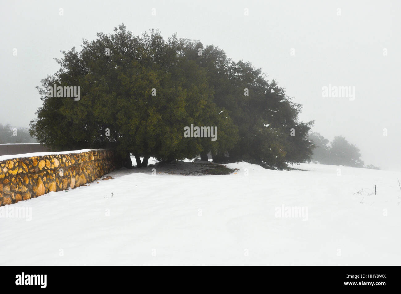 Old Oak Tree next to a wall in snow landscape in Jordan Stock Photo - Alamy