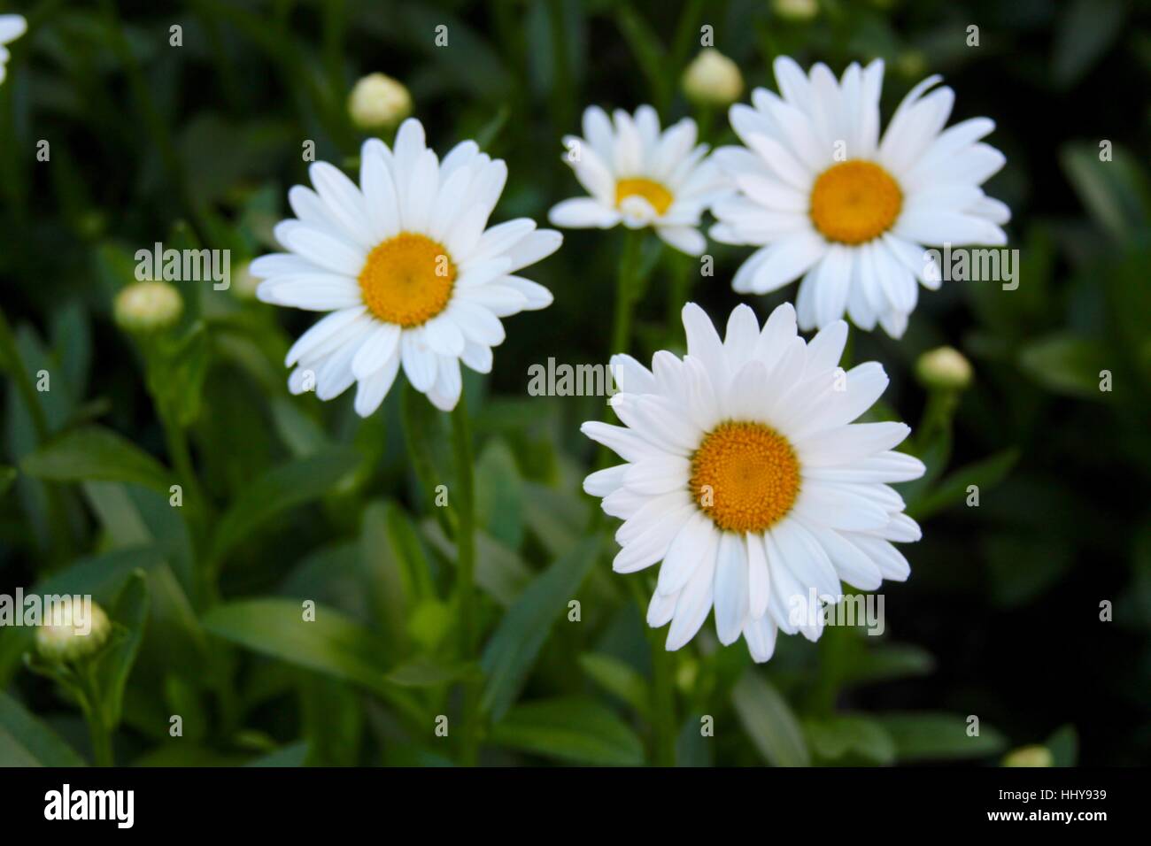 Four daisies in the garden on a close up Stock Photo - Alamy