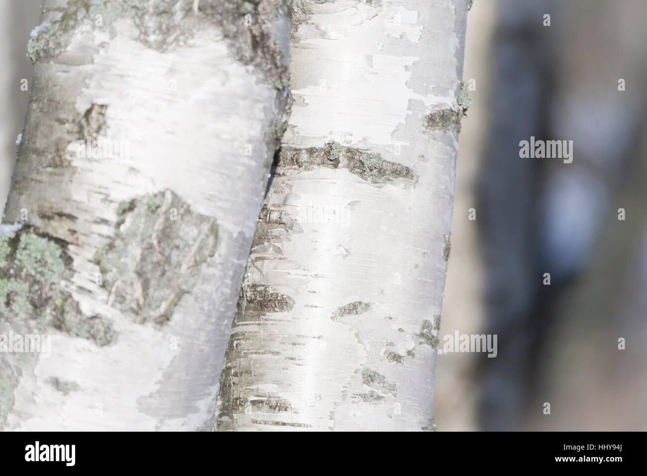 Birch Tree Close Up Stock Photo - Alamy