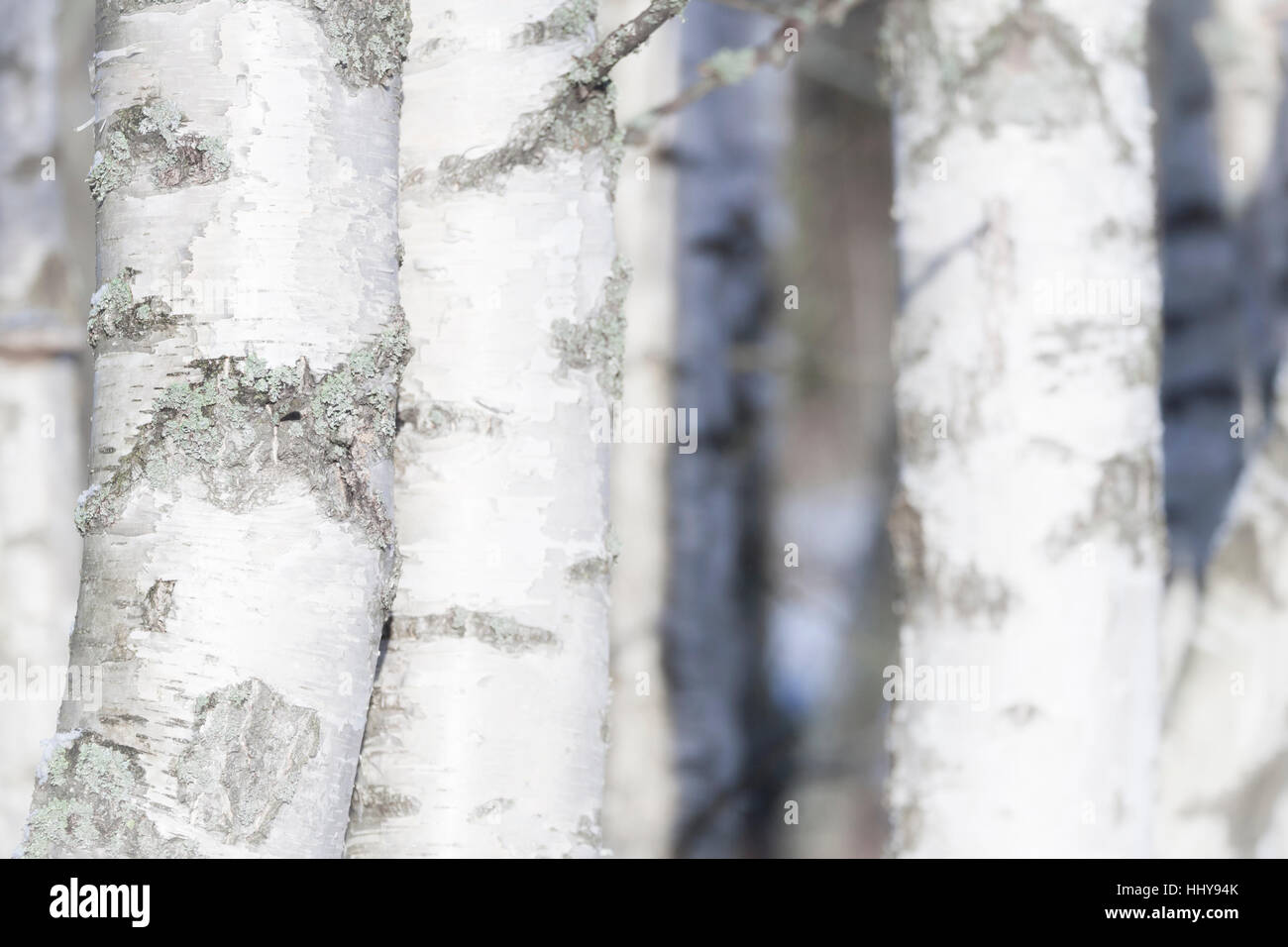 Birch Tree Trunks Stock Photo - Alamy