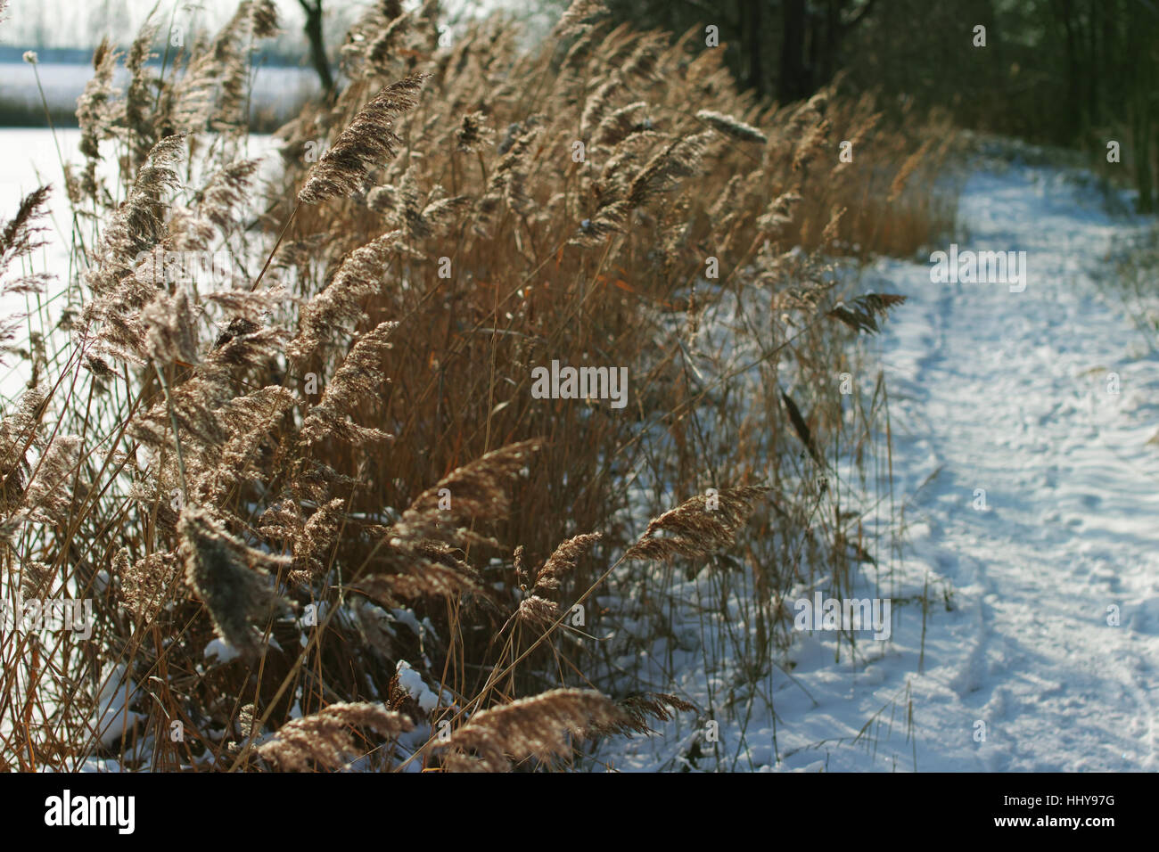 Frosty weed with snow and ice Stock Photo - Alamy