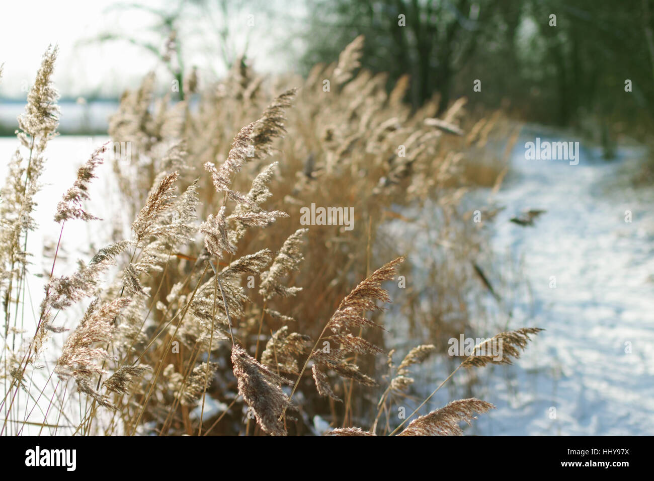 Frosty weed with snow and ice Stock Photo - Alamy