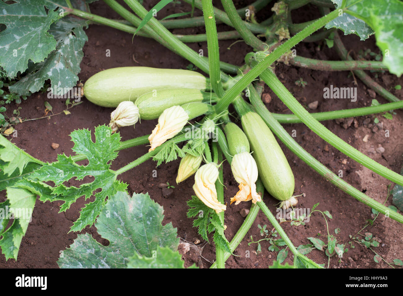 Zucchini squash plant hi-res stock photography and images - Alamy
