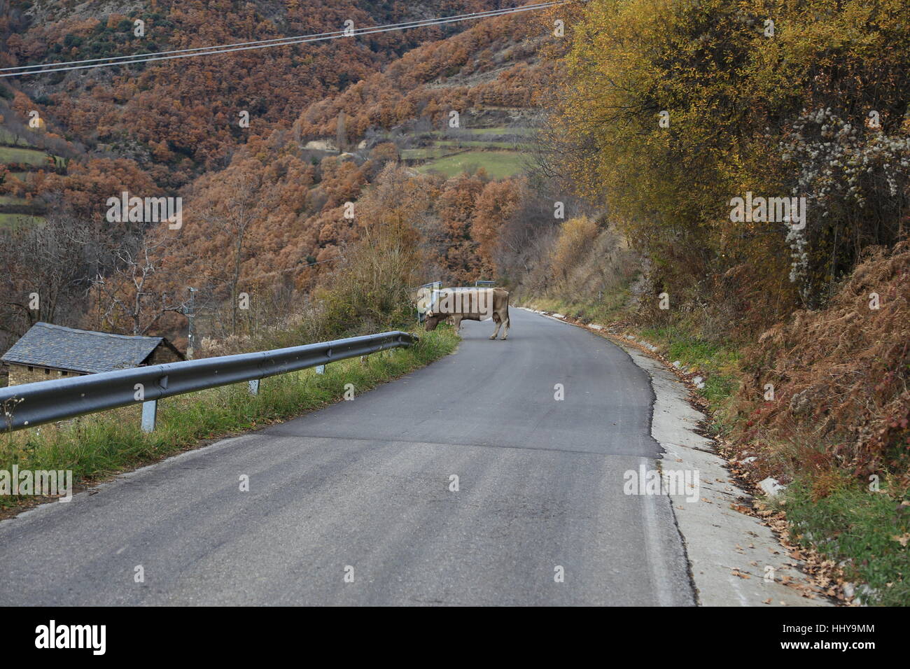 Cow Crossing Road High Resolution Stock Photography and Images - Alamy