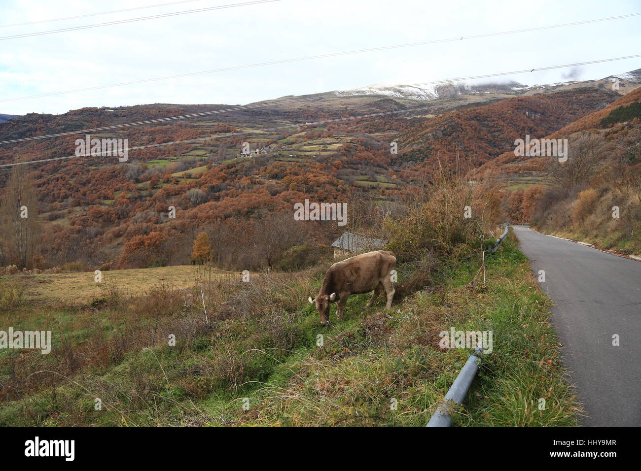 cow crossing road Stock Photo - Alamy