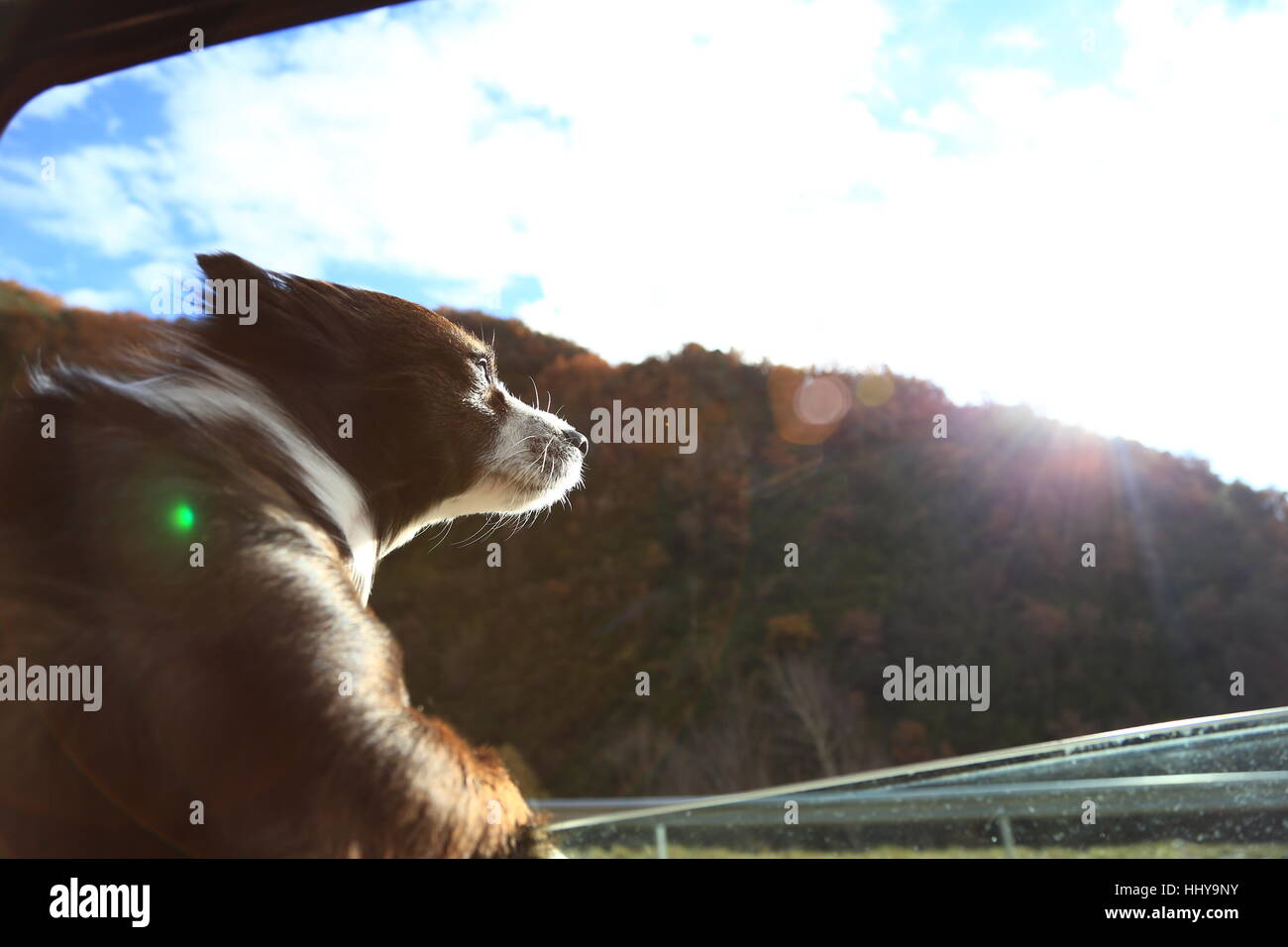 dog feeling fresh air outside the window Stock Photo - Alamy