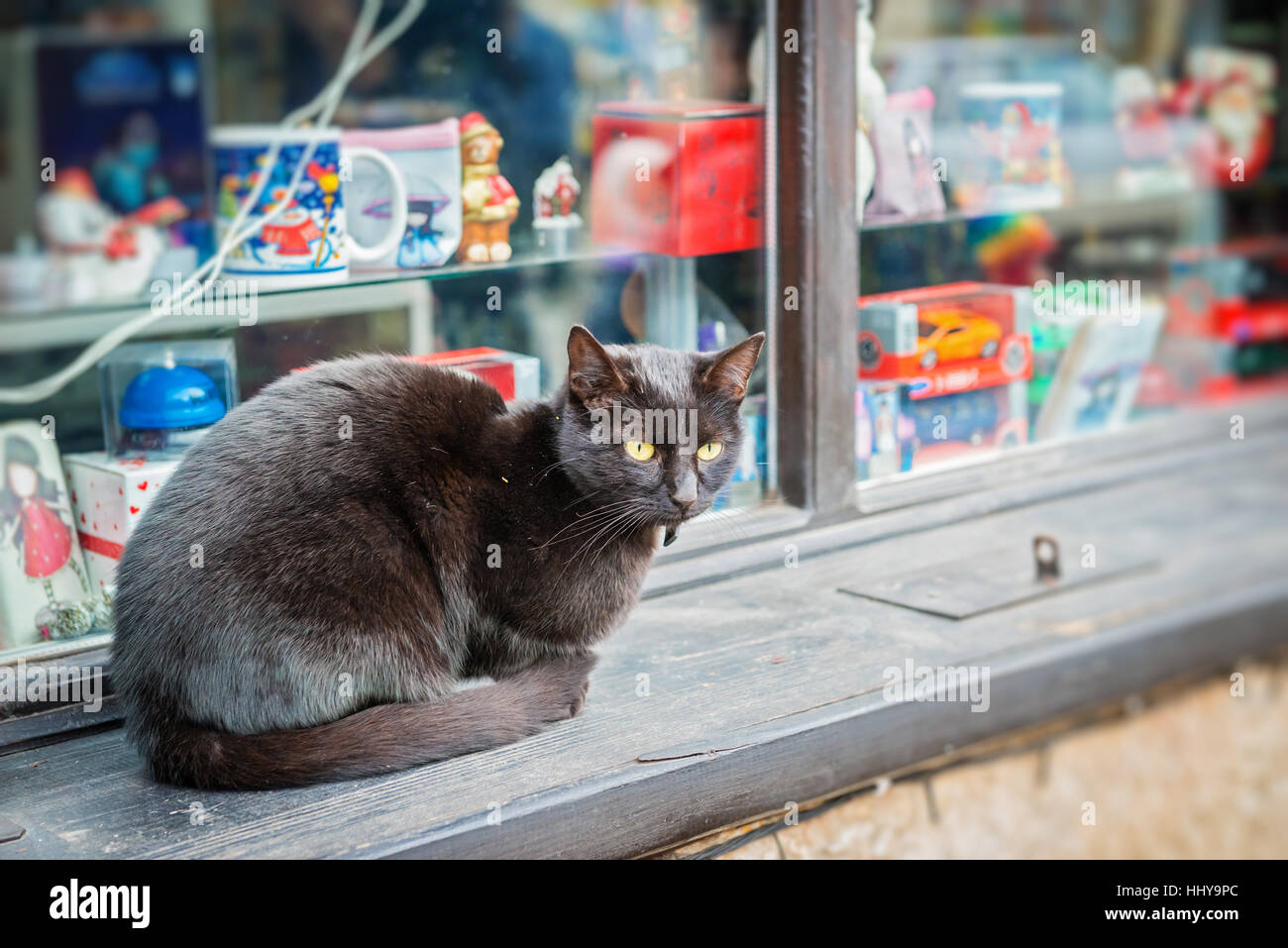 Portrait of a black cat next to store Stock Photo - Alamy