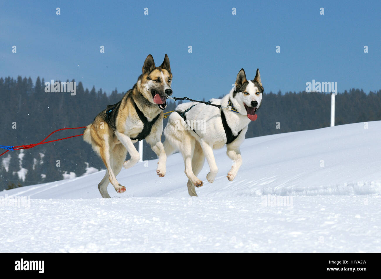 Sledge dogs in speed racing Stock Photo - Alamy