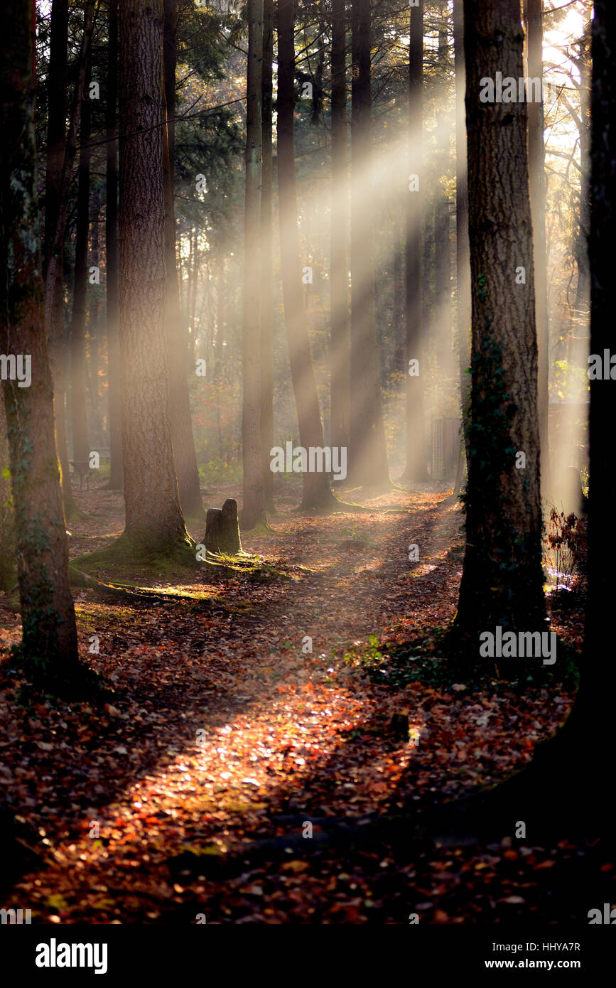 Autumn sunlight in the forest Stock Photo - Alamy