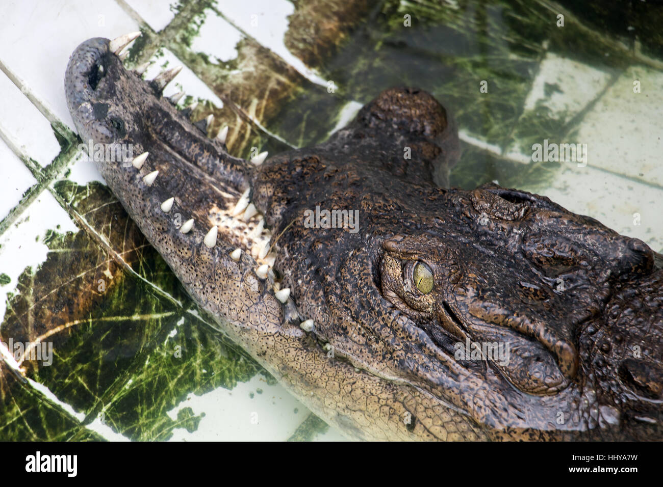 Portrait of a crocodile with a broken jaw in the pool, Crocodile Farm ...
