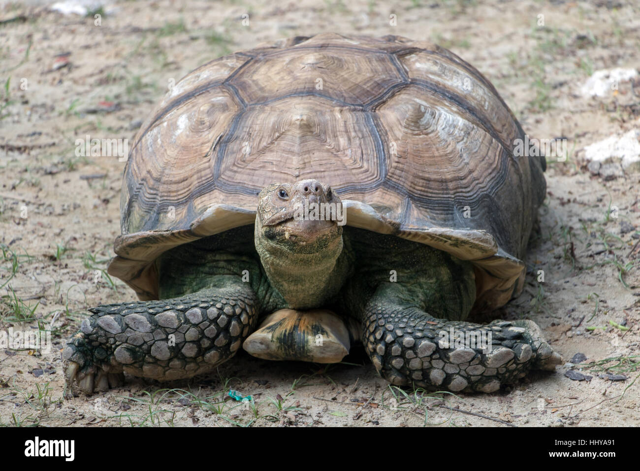 Turtle lying on the ground and looks forward to the camera Stock Photo ...