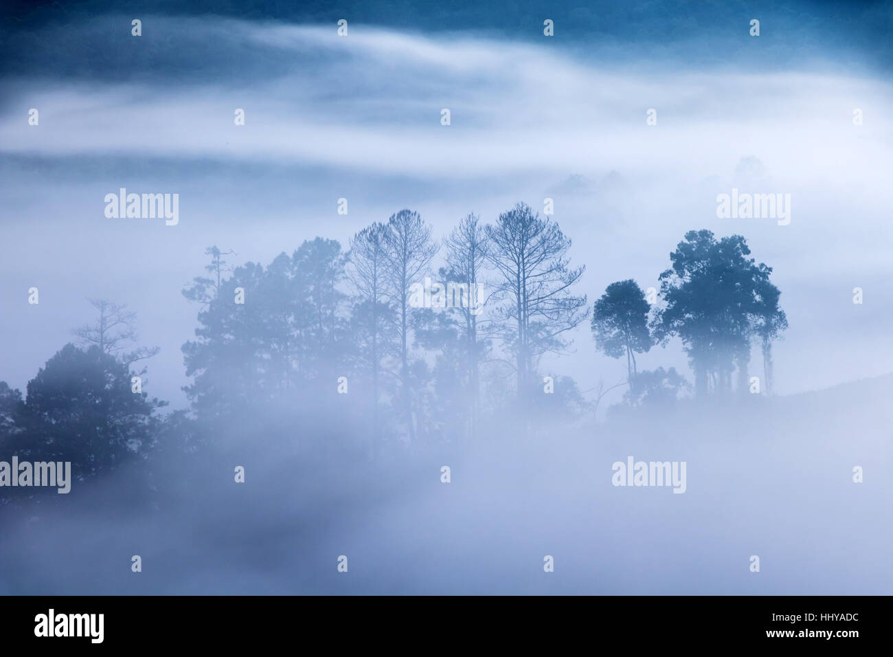 Outlines of trees in the fog creeping. Silhouette of trees in fog in ...