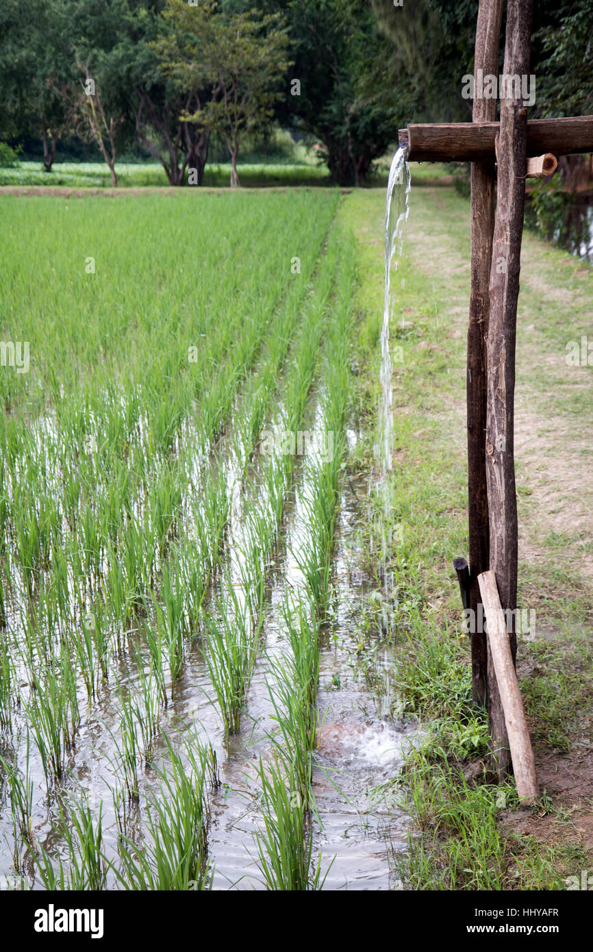 watering paddy field on Thai countryside Stock Photo - Alamy