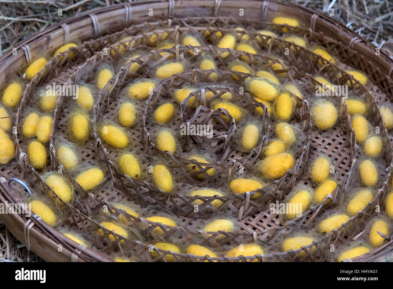 The look at yellow Silkworm cocoons in basket from bamboo Stock Photo ...