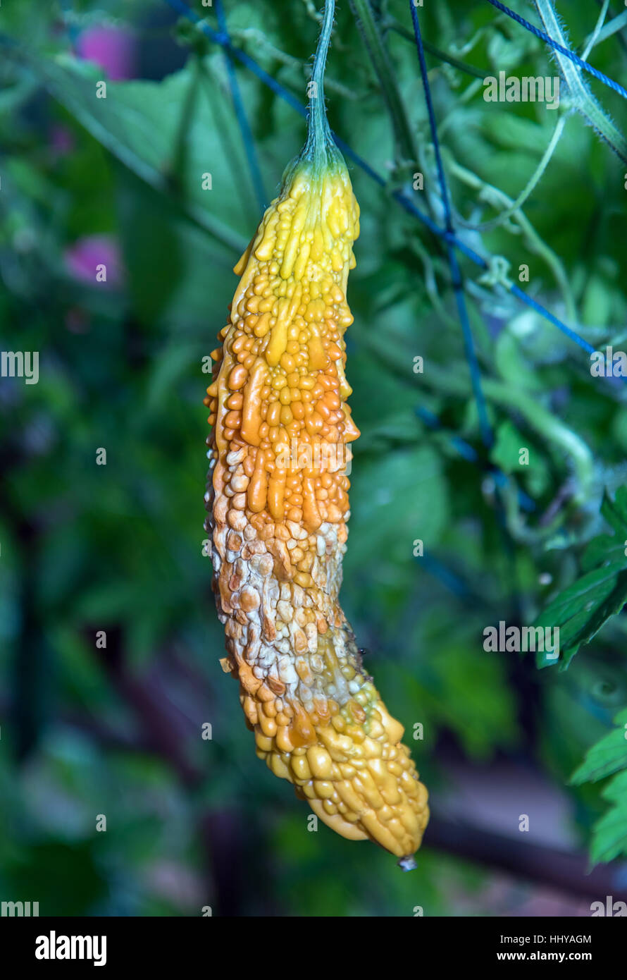 Momordica charantia hanging on stem, called bitter melon, bitter gourd ...