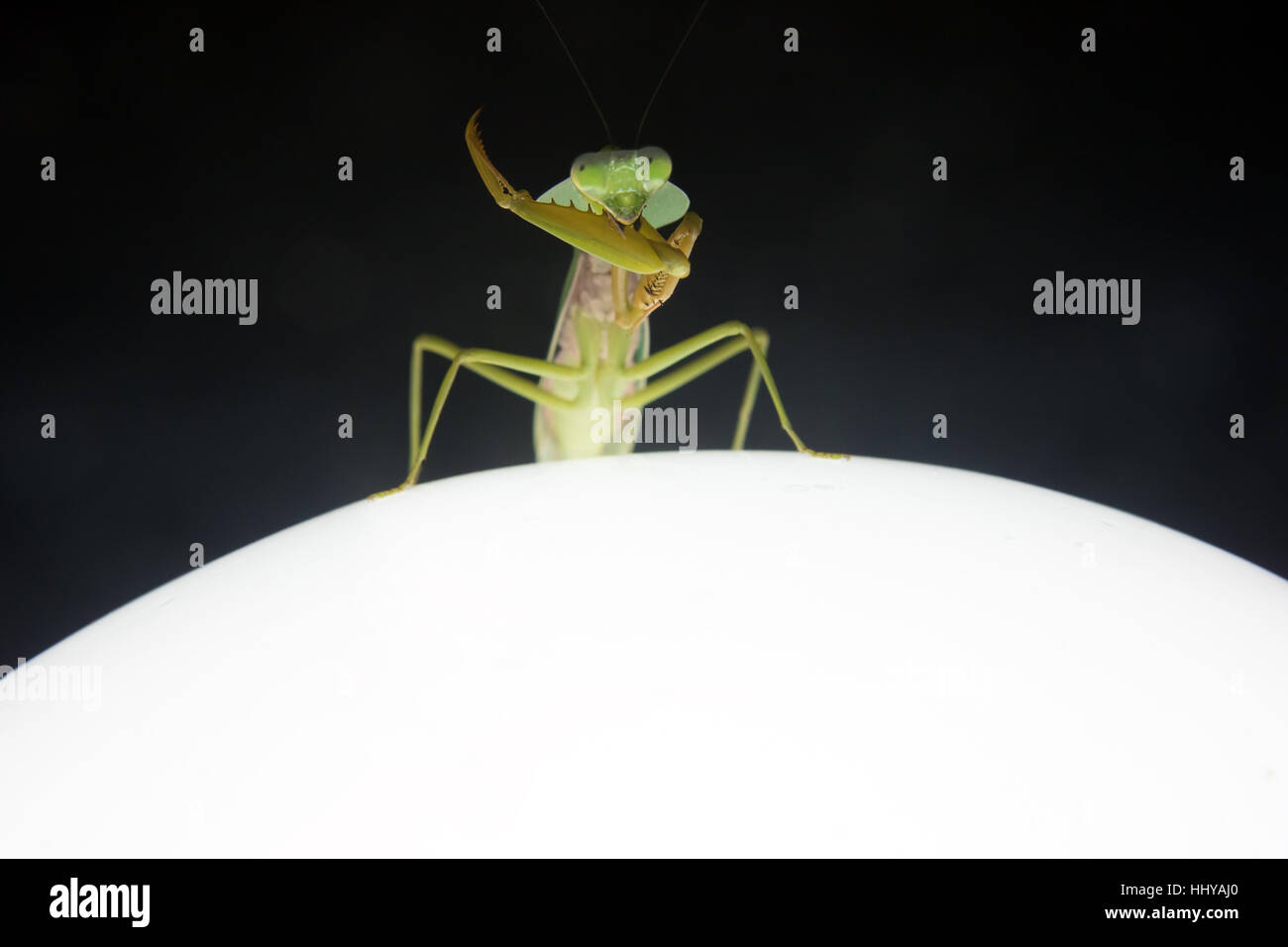 hunting mantis in the night sitting on a lighting lamp Stock Photo - Alamy