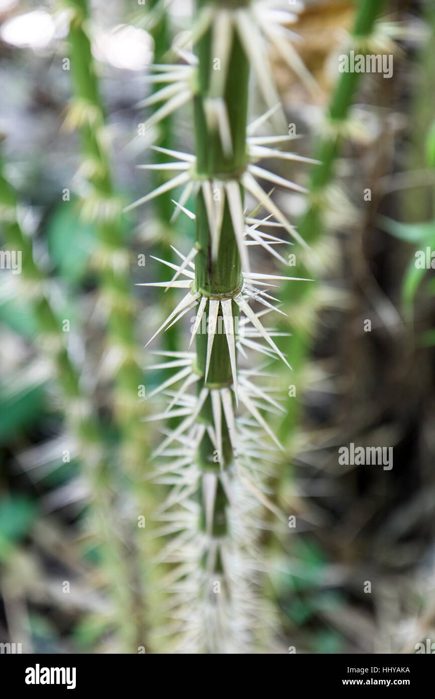 Spines close on Salak palm tree Stock Photo - Alamy