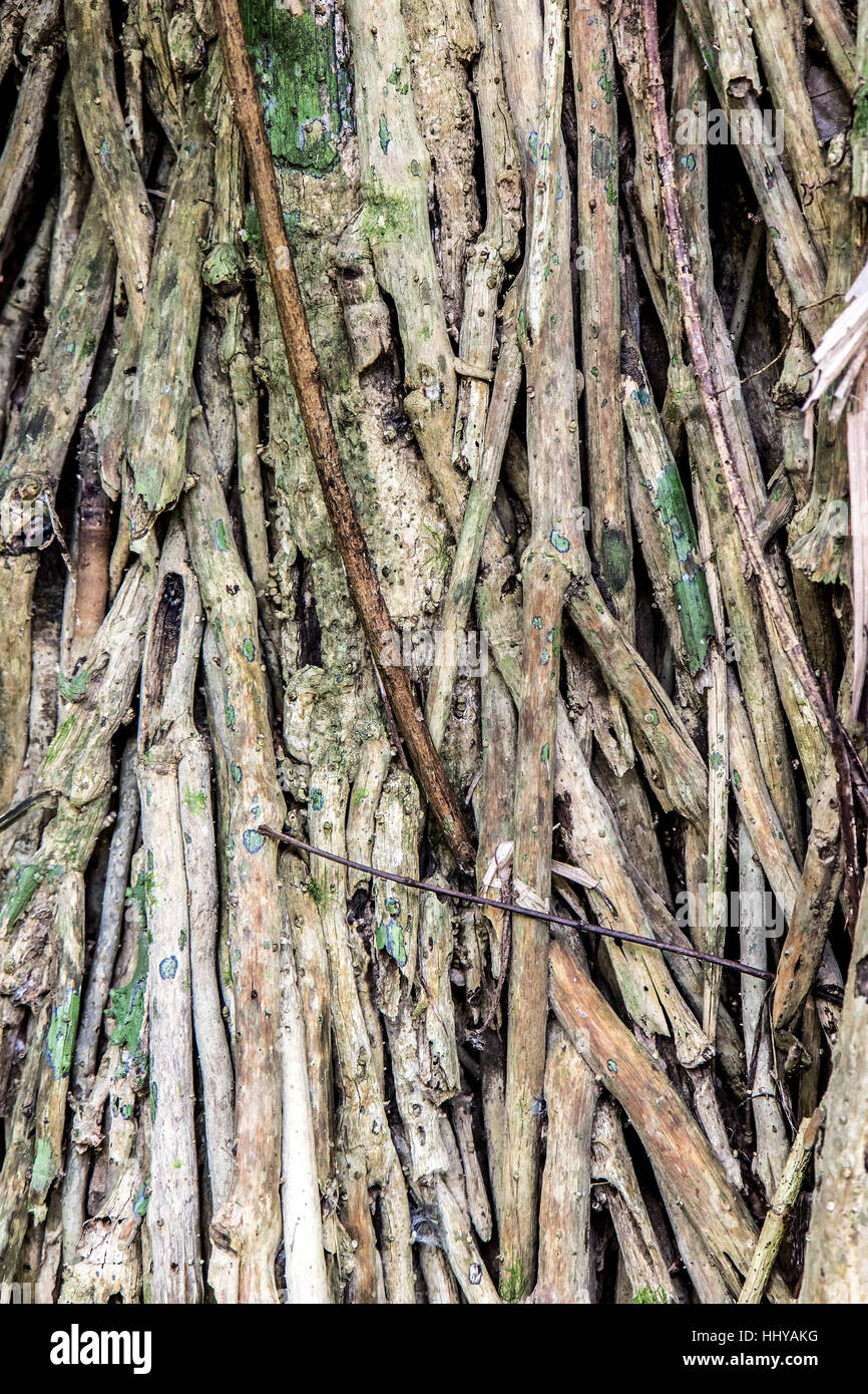 Interlock tree hi-res stock photography and images - Alamy