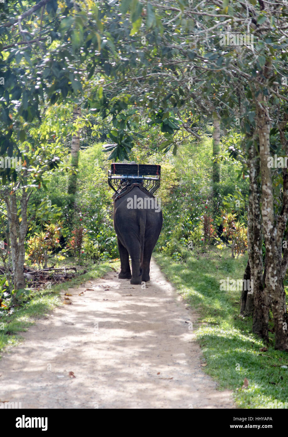 Elephant with seat walk on way in forest Stock Photo - Alamy