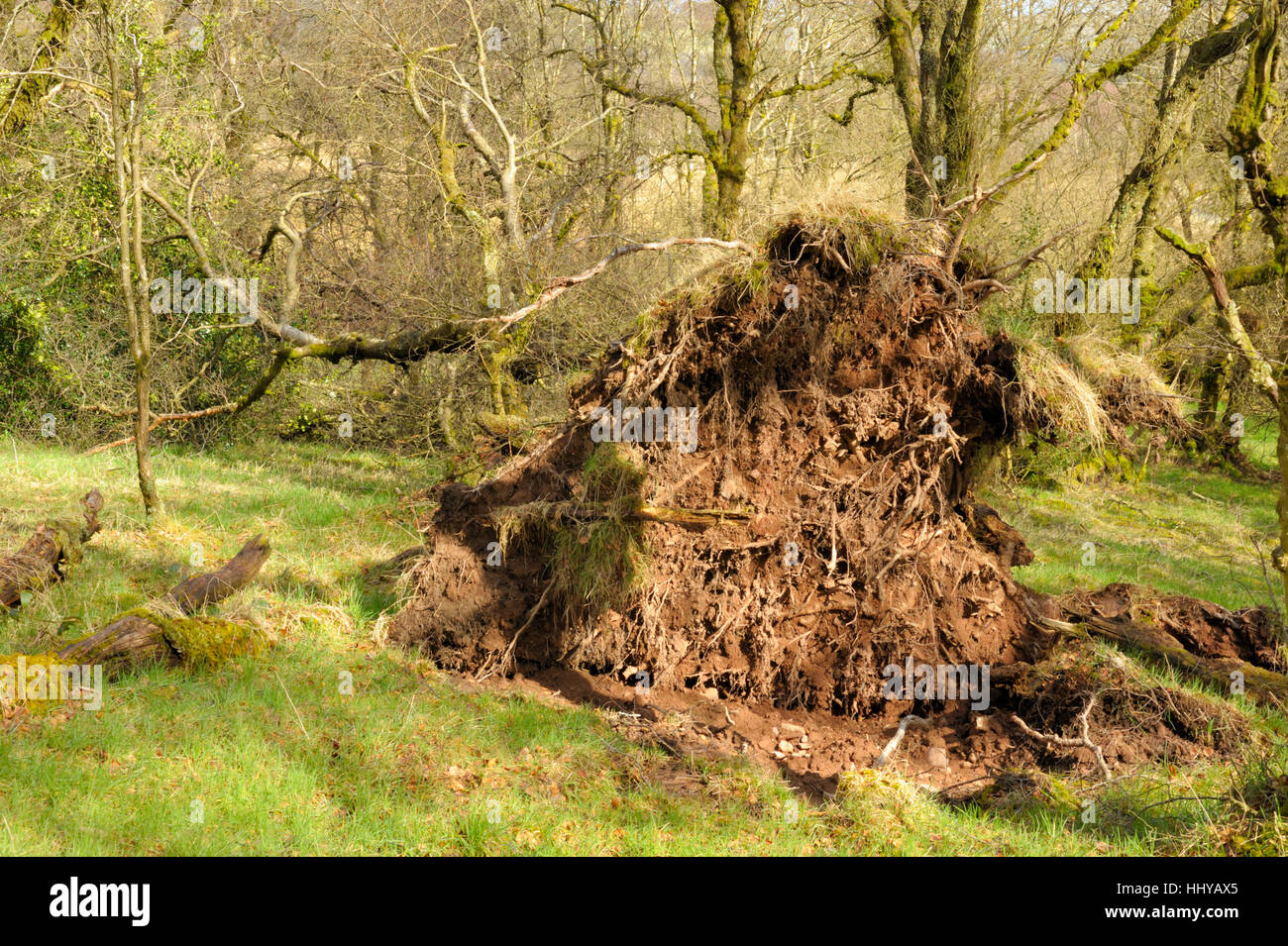 Root plate hi-res stock photography and images - Alamy