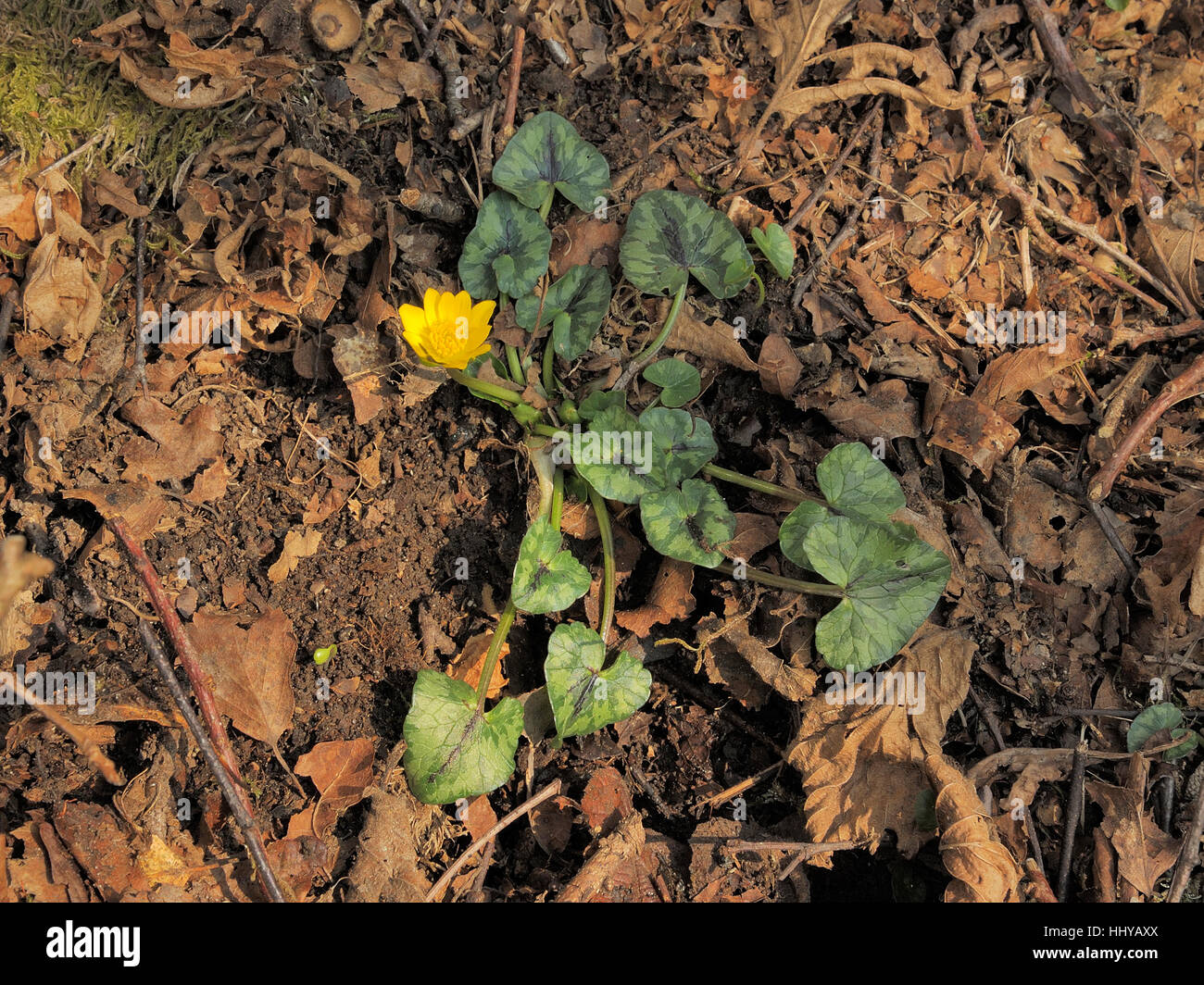 Fig buttercup ficaria verna hi-res stock photography and images - Alamy