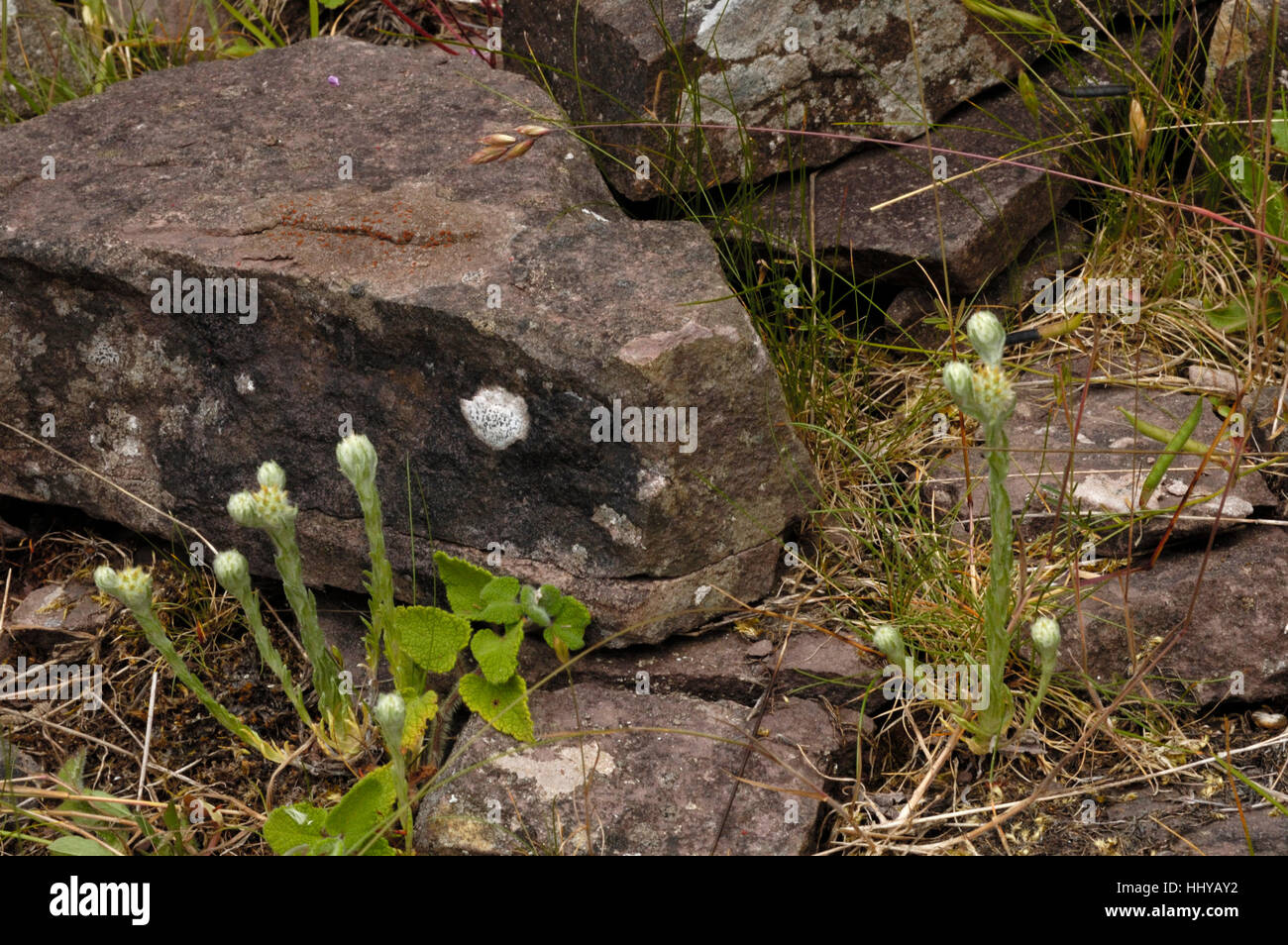 Cotton weed hi-res stock photography and images - Alamy