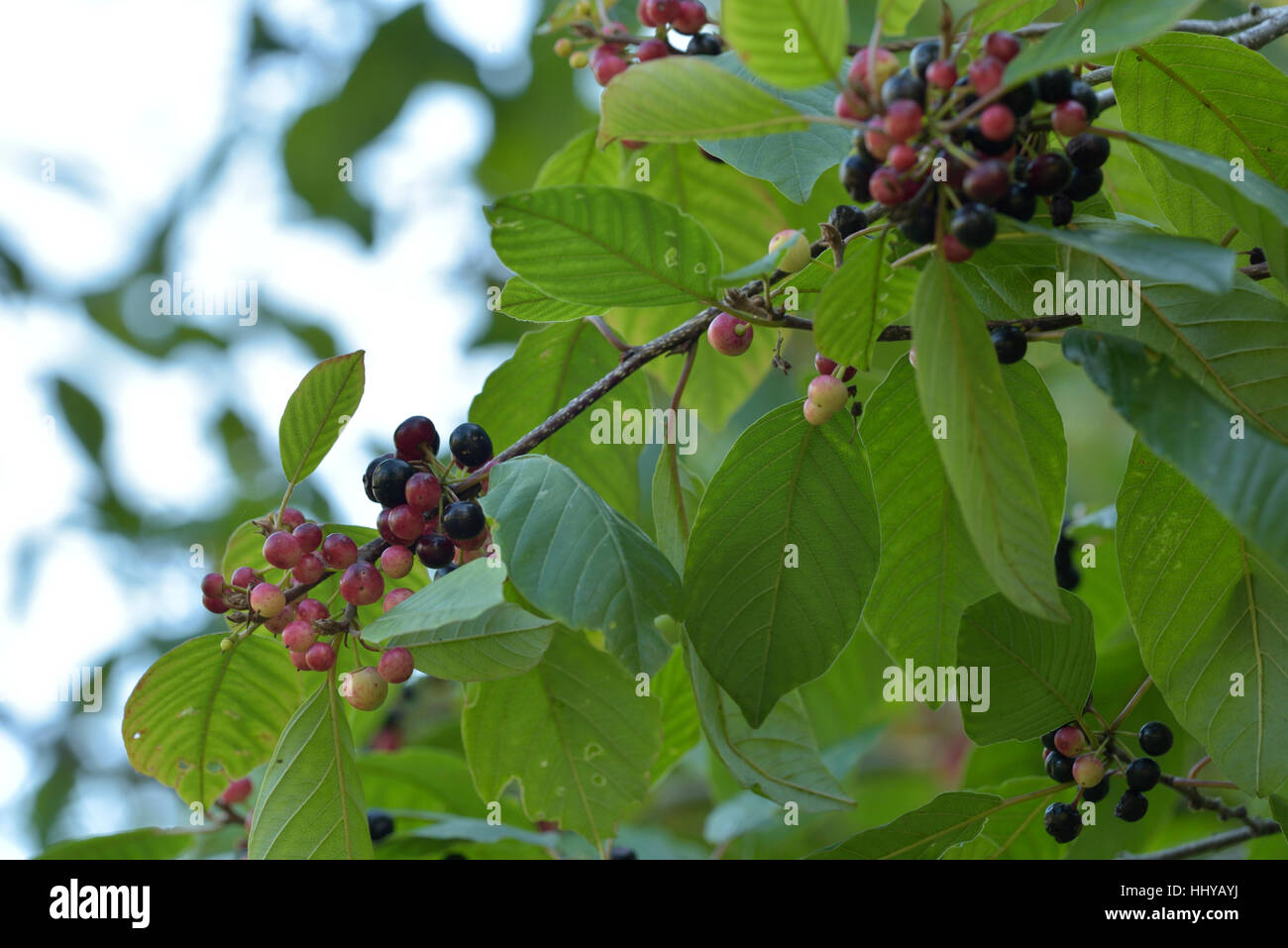 Alder buck thorn hi-res stock photography and images - Alamy