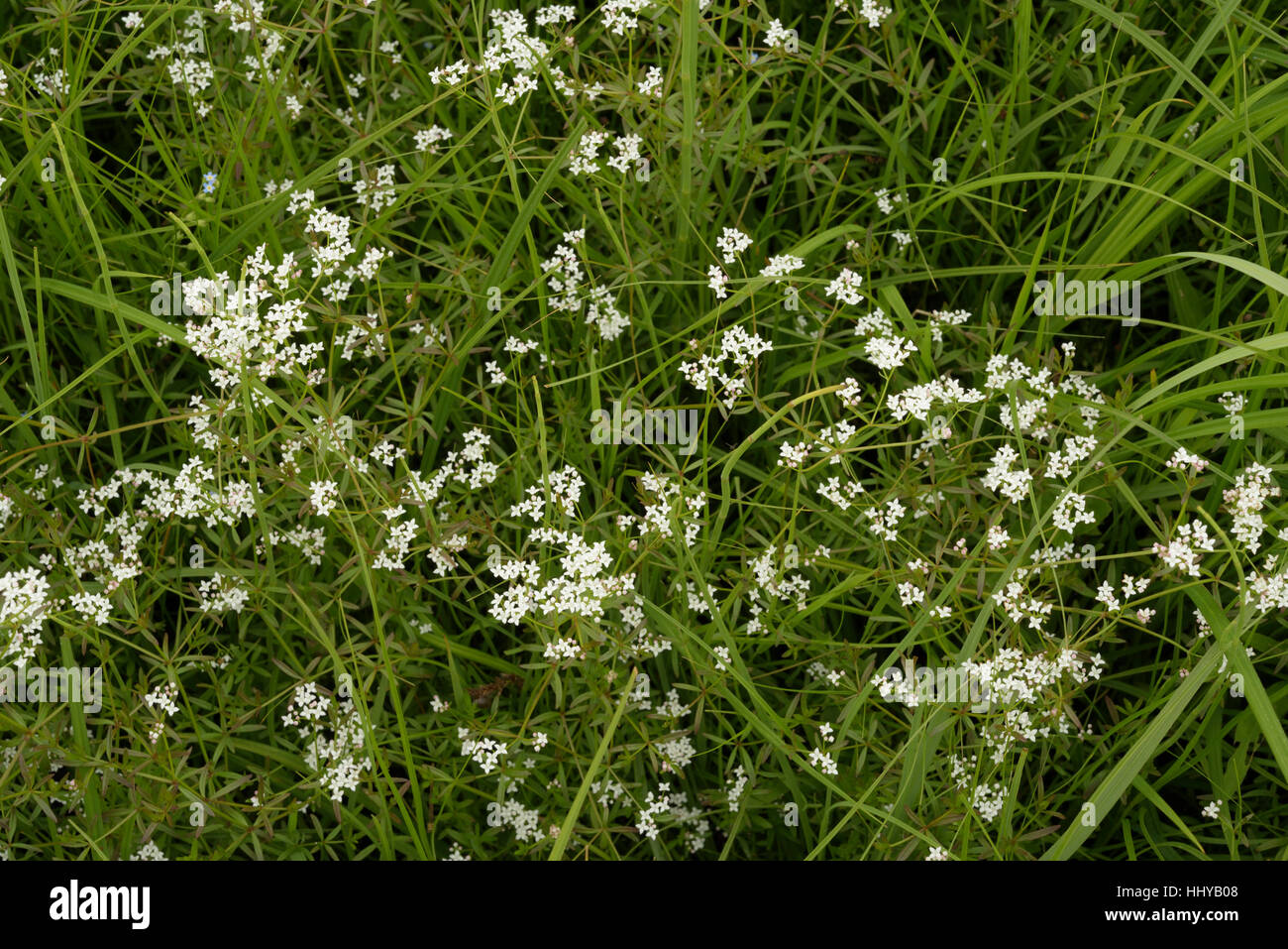 Marsh-bedstraw, Galium palustre Stock Photo - Alamy