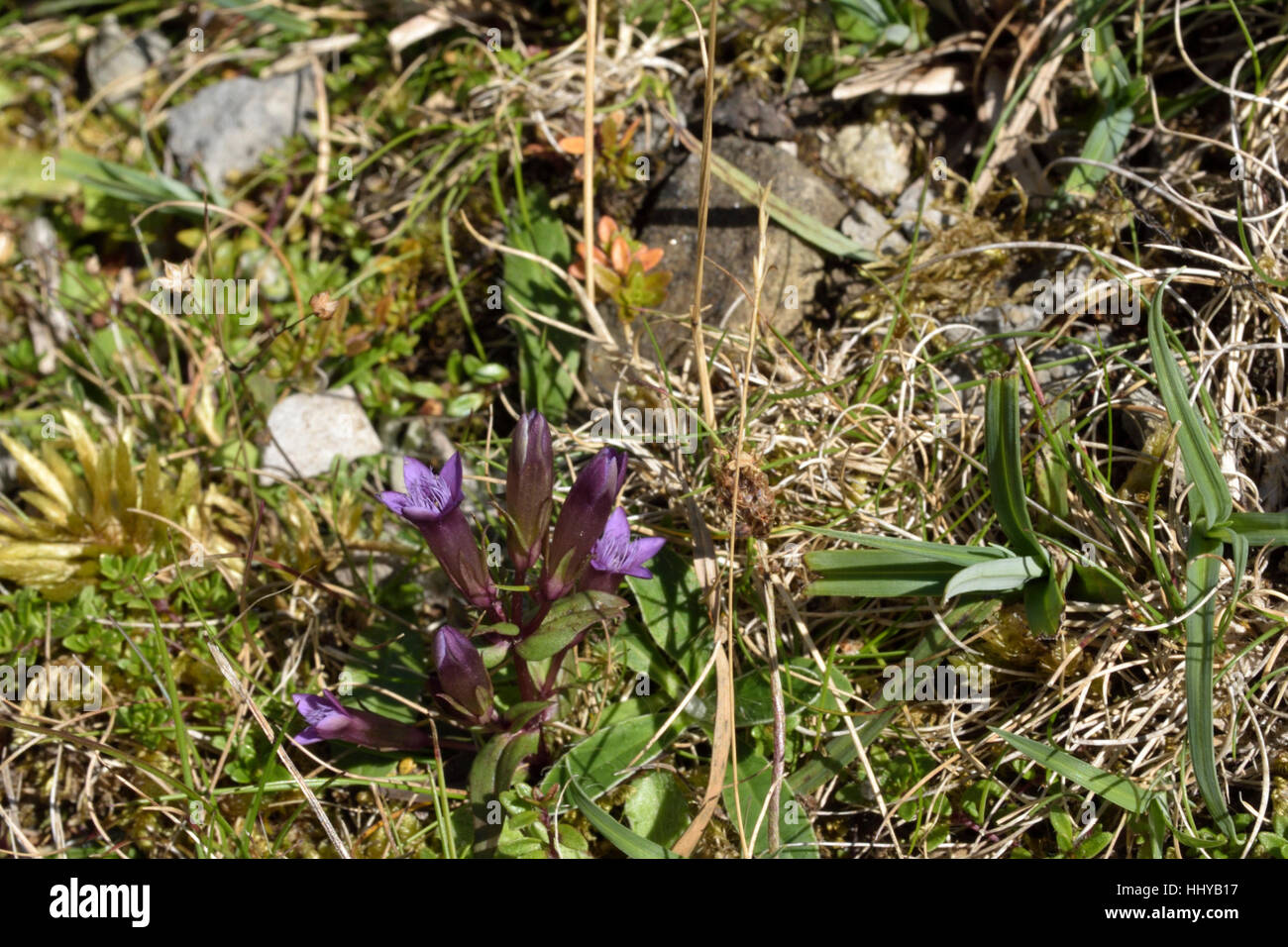 Fell wort hi-res stock photography and images - Alamy