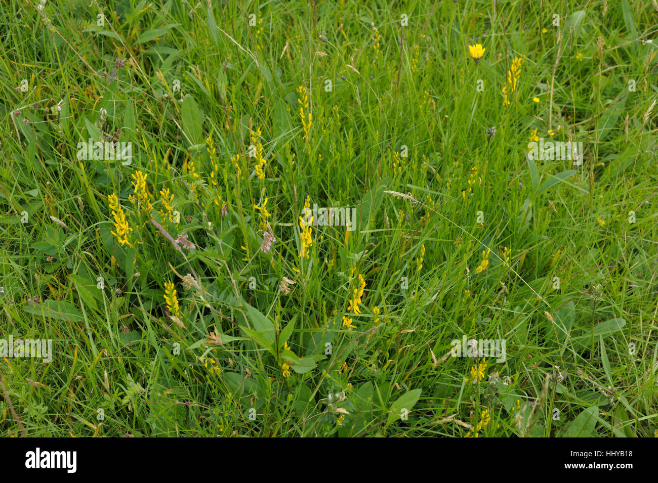 Dyer's Greenweed, Genista tinctoria Stock Photo - Alamy