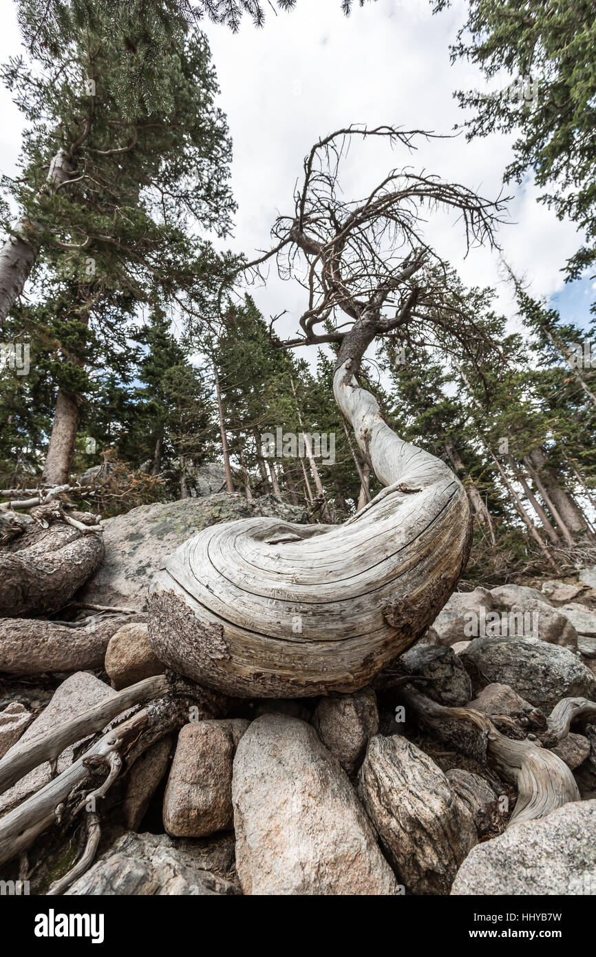 Forest nature landscape with dry tree Stock Photo - Alamy