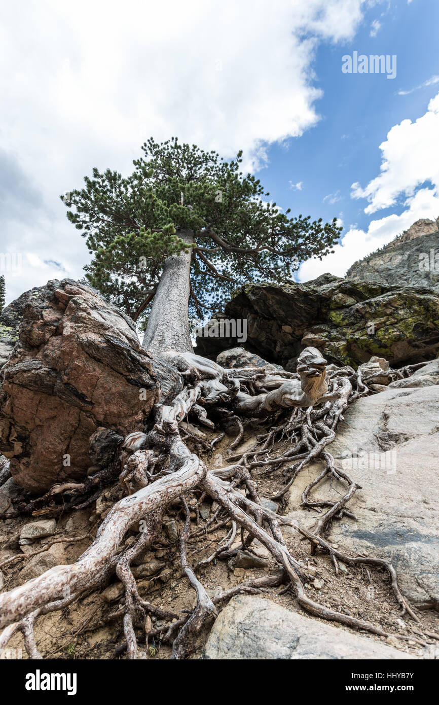 Forest nature landscape with dry tree Stock Photo - Alamy