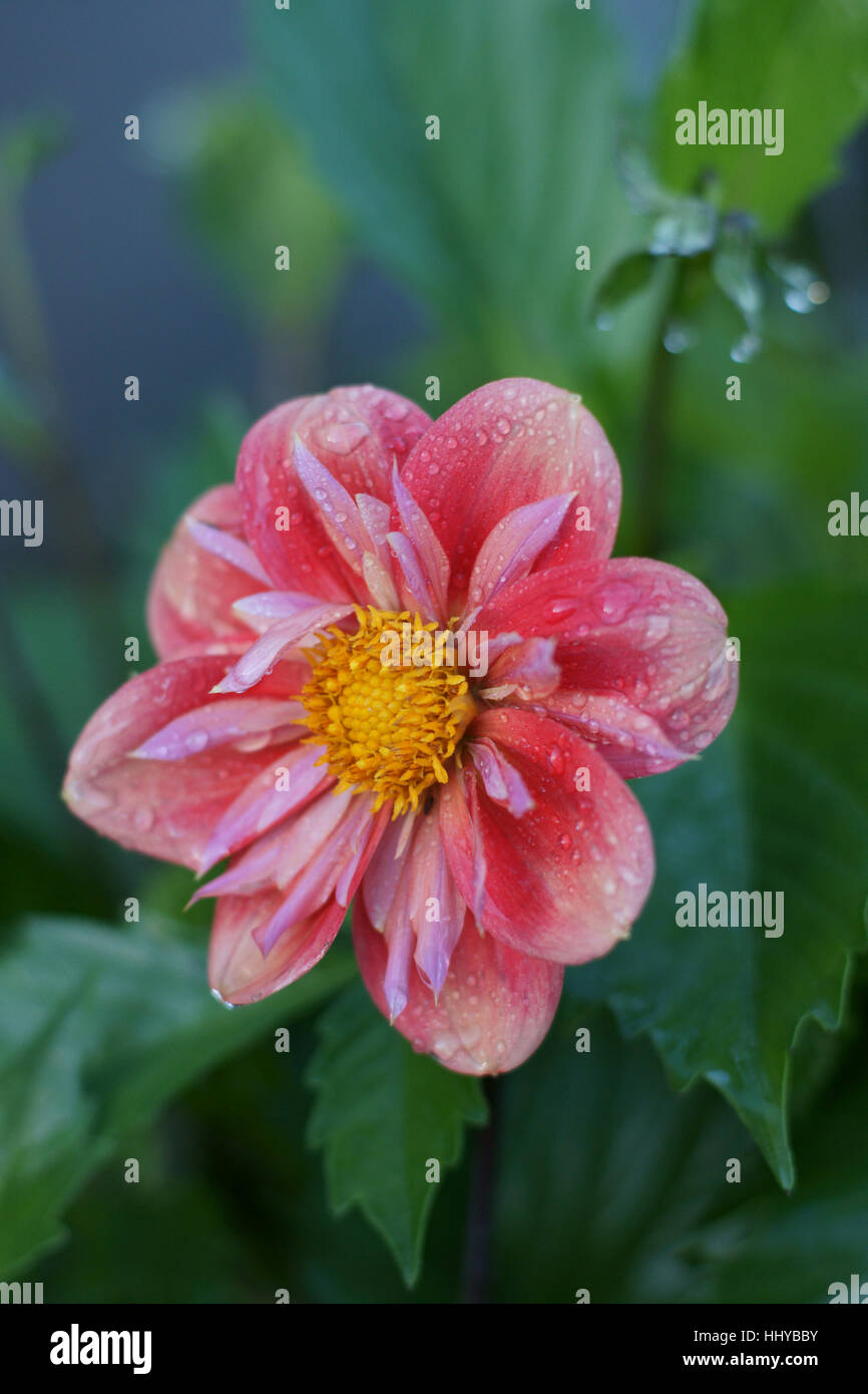 Dahlia 'Carstone Firebox' Stock Photo - Alamy
