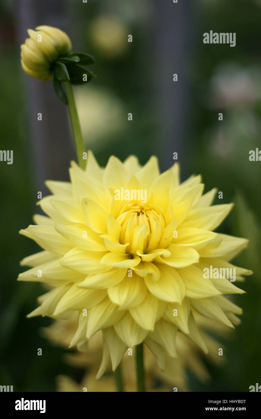 Dahlia 'Clearview Irene' Stock Photo - Alamy