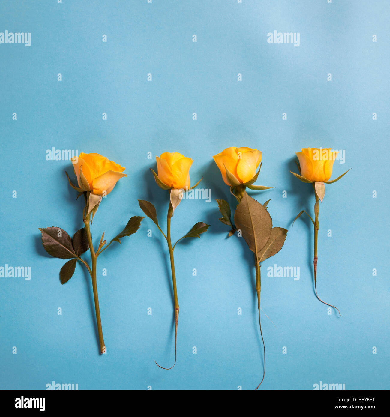 Four yellow roses hi-res stock photography and images - Alamy